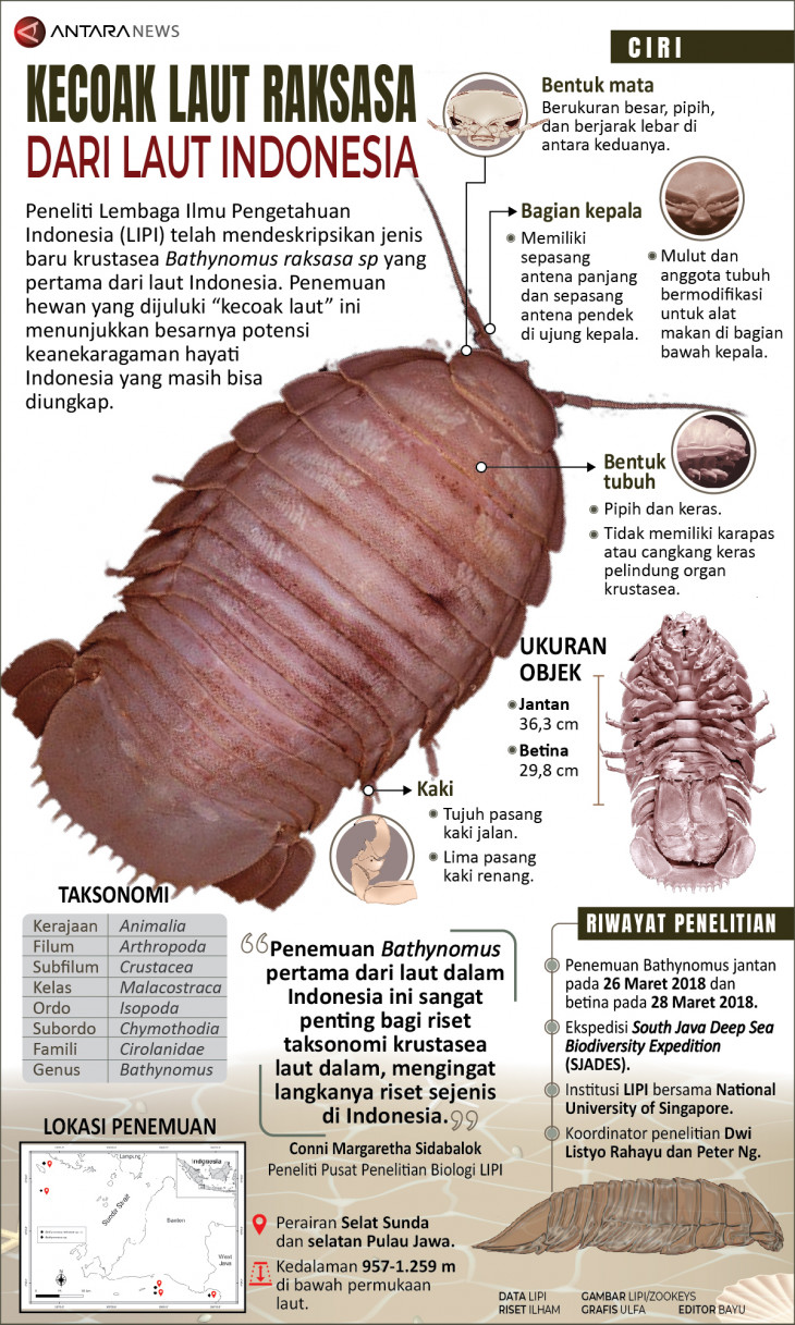 Kecoak laut raksasa dari laut Indonesia - Infografik ANTARA News