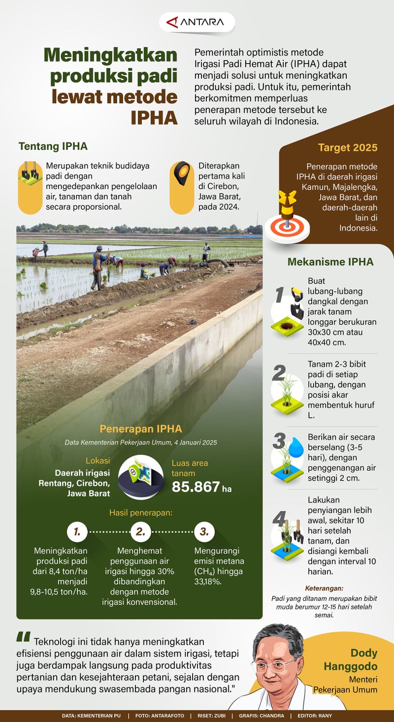 Meningkatkan produksi padi lewat metode IPHA - Infografik ANTARA News